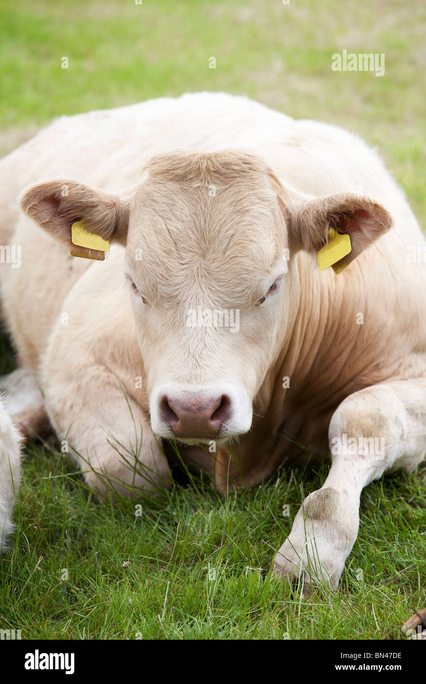 brown cow relaxing in a field Stock Photo - Alamy