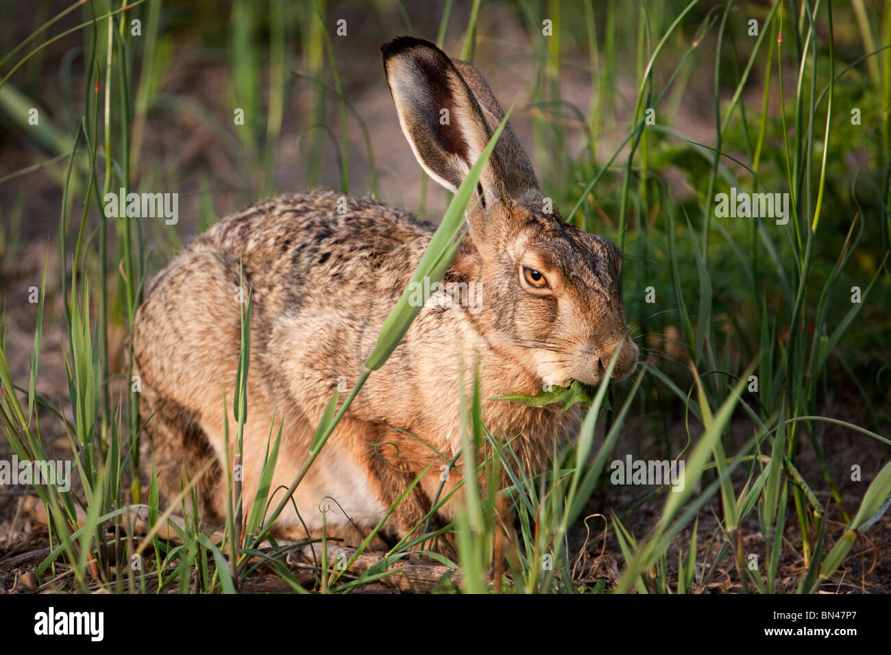 Brown Hare; Lepus capensis; eating in a field Stock Photo - Alamy