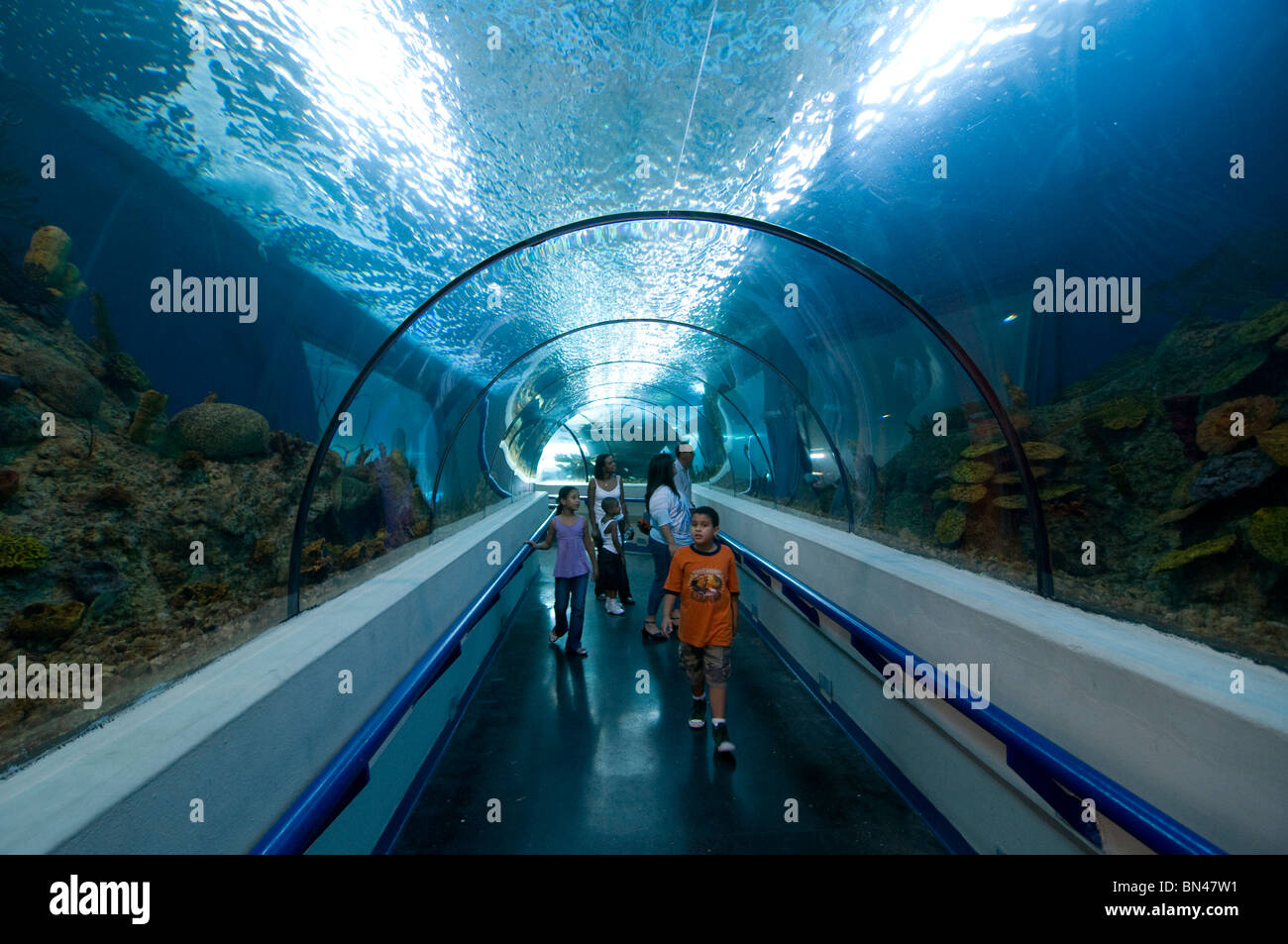 People admire the marine fauna as they walk through a plexiglass tunnel ...
