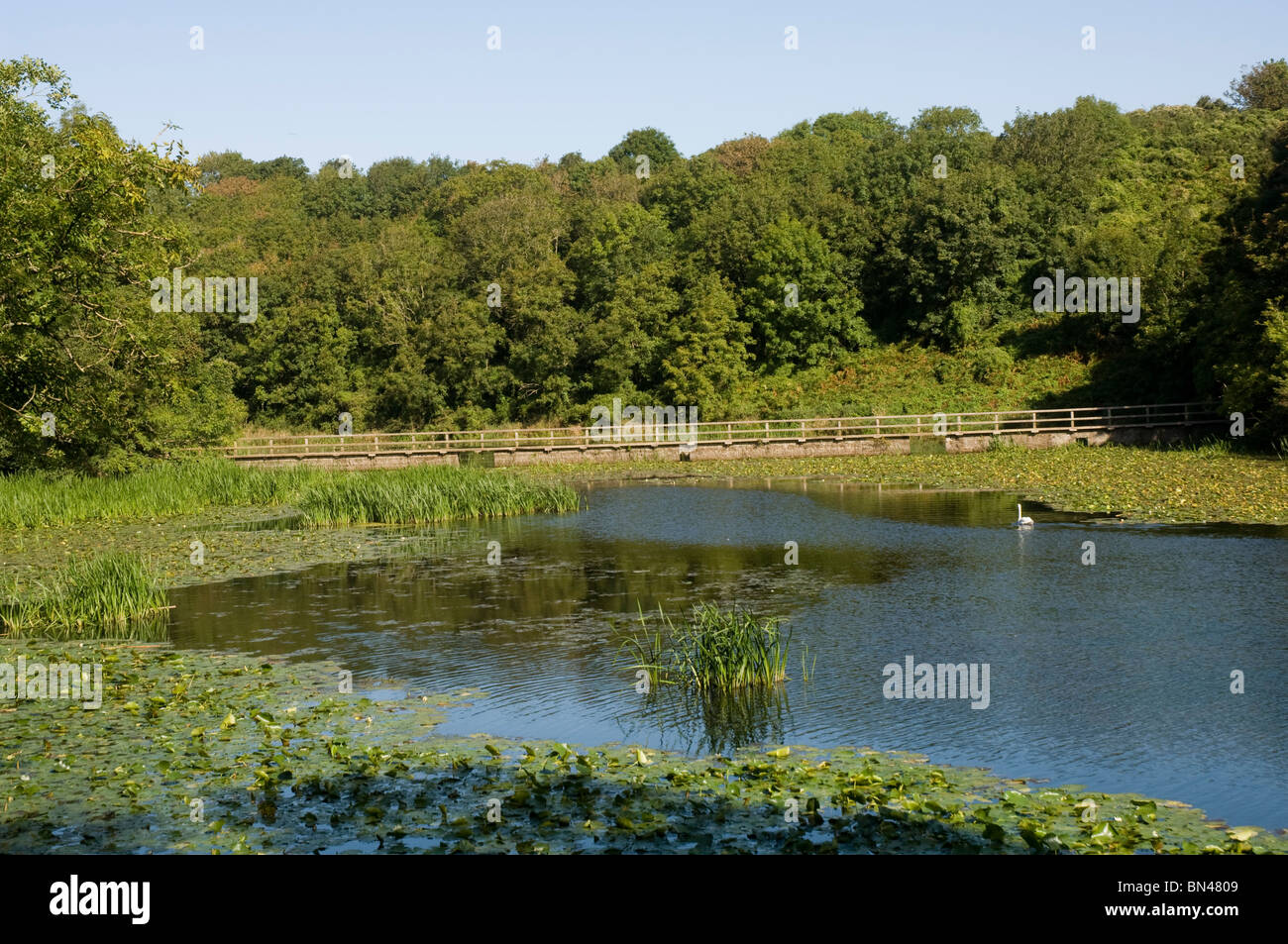 Bosherston Lily Ponds, Pembrokeshire Coast National Park, Wales, UK ...