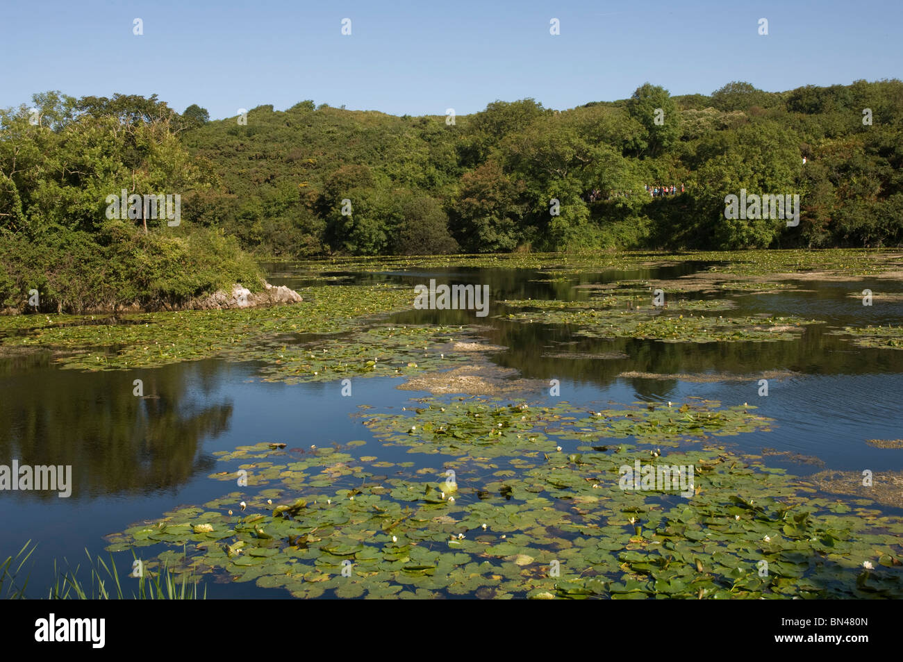 Lily ponds hi-res stock photography and images - Alamy