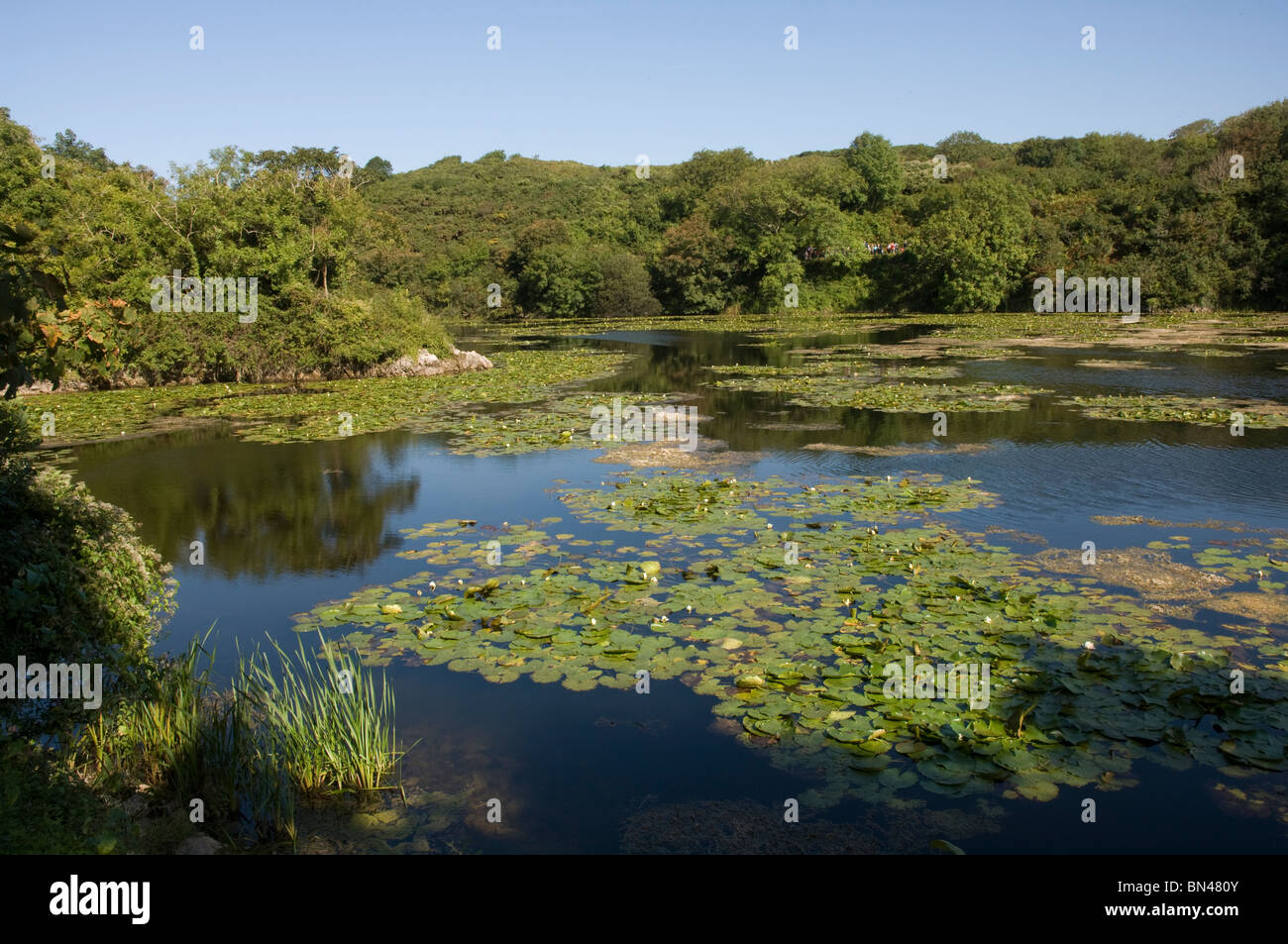 Bosherston lily ponds pembrokeshire hi-res stock photography and images ...