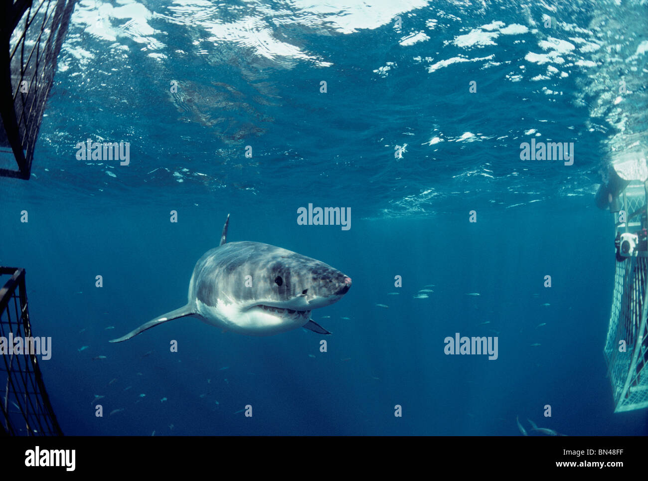 Great White Shark (Carcharodon carcharias) swimming between protective ...