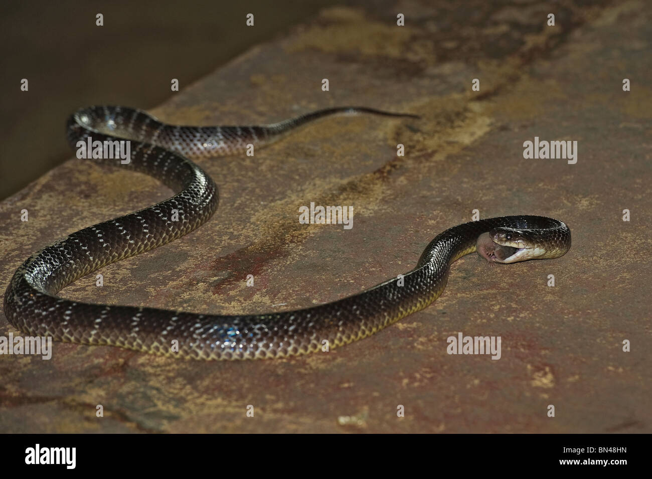 Snake eating a mouse hi-res stock photography and images - Alamy