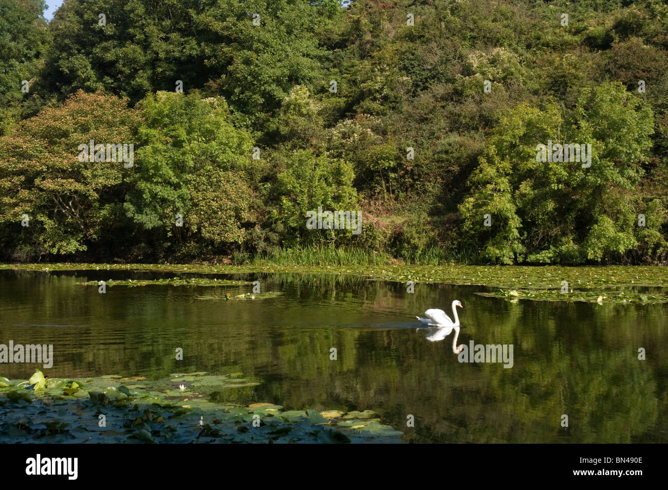 Swan Bosherston Lily Ponds, Pembrokeshire Coast National Park, Wales ...