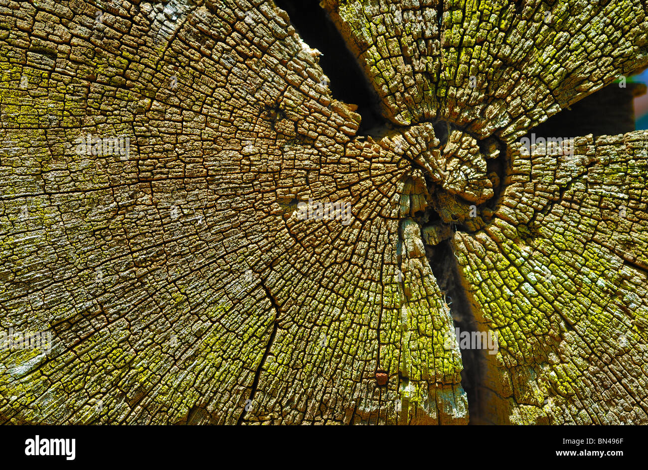 Log pattern hi-res stock photography and images - Alamy