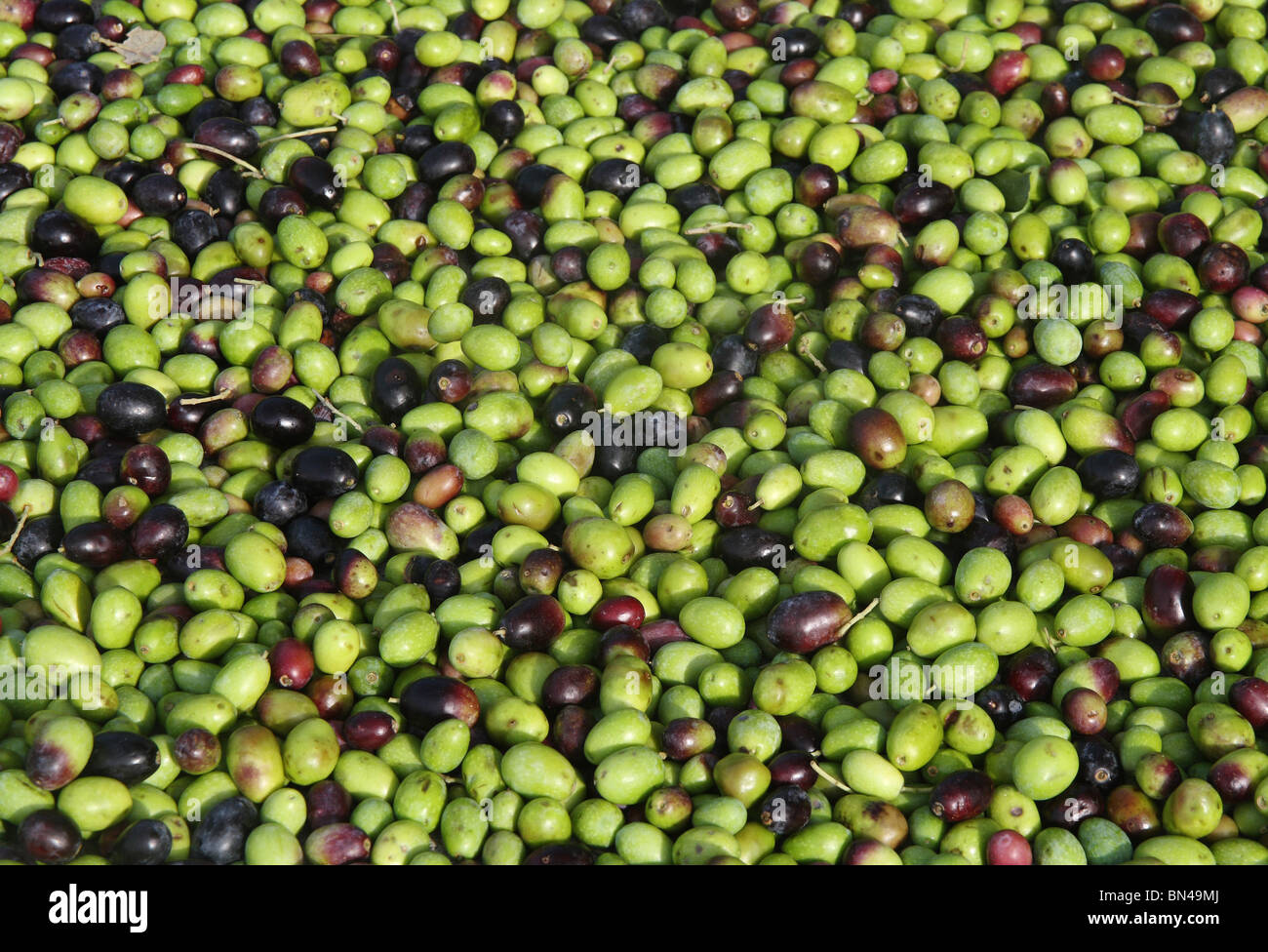 group of ripe olives ready to be processed into oil Stock Photo - Alamy