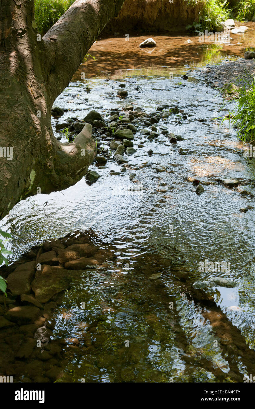 reflections in shallow stream with overhanging tree Stock Photo - Alamy
