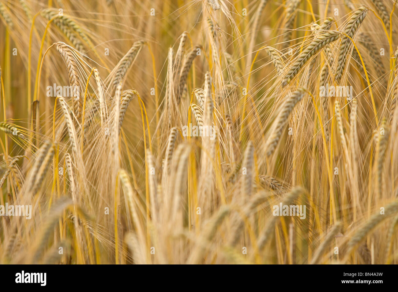 Golden fields of crops in the Cornish country side Stock Photo - Alamy