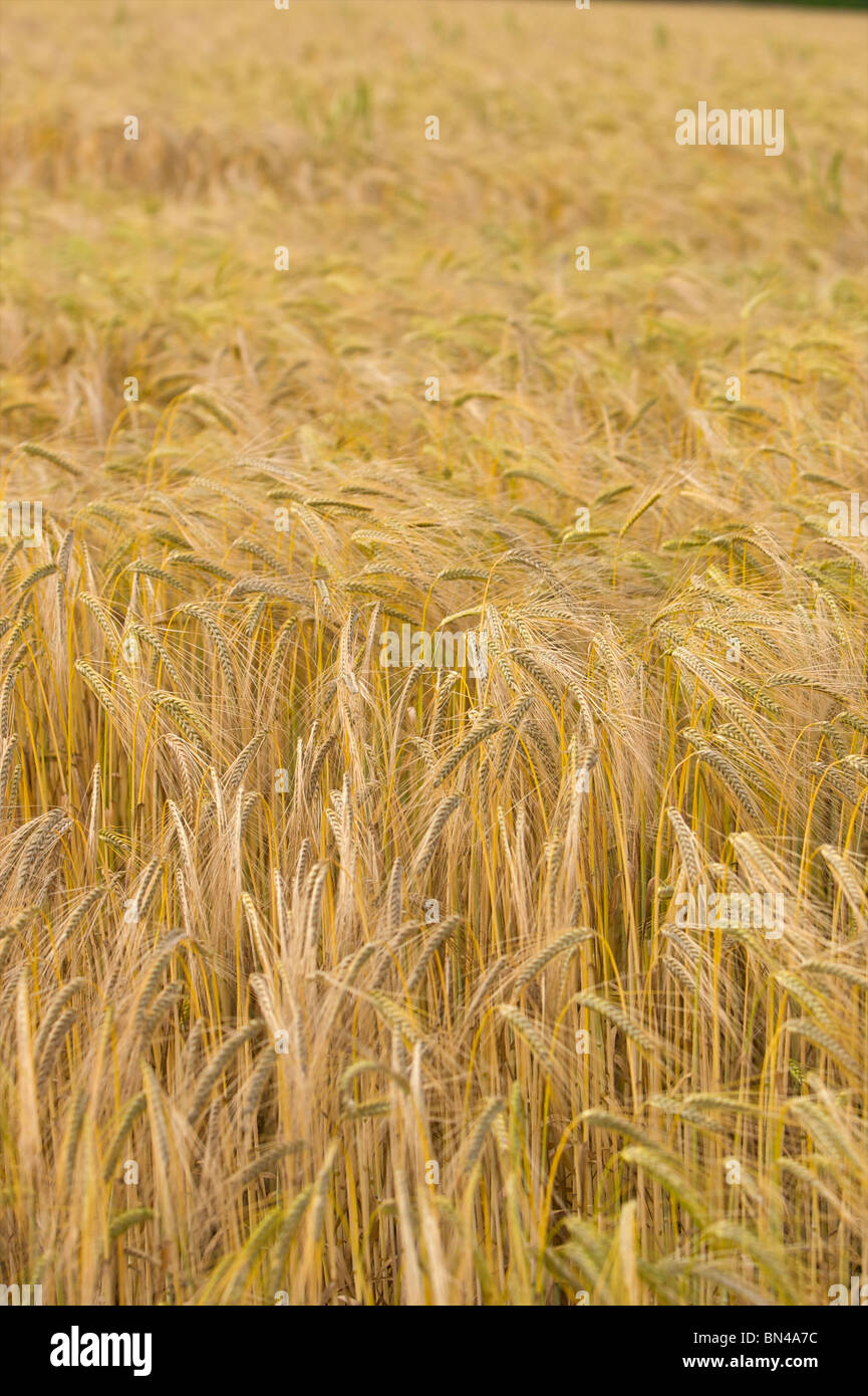 Golden fields of crops in the Cornish country side Stock Photo - Alamy
