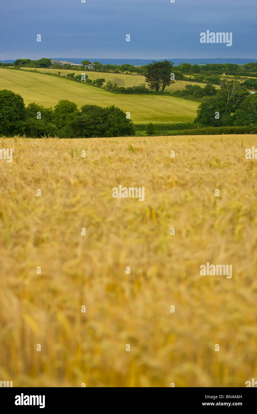 Golden fields of crops in the Cornish country side Stock Photo - Alamy