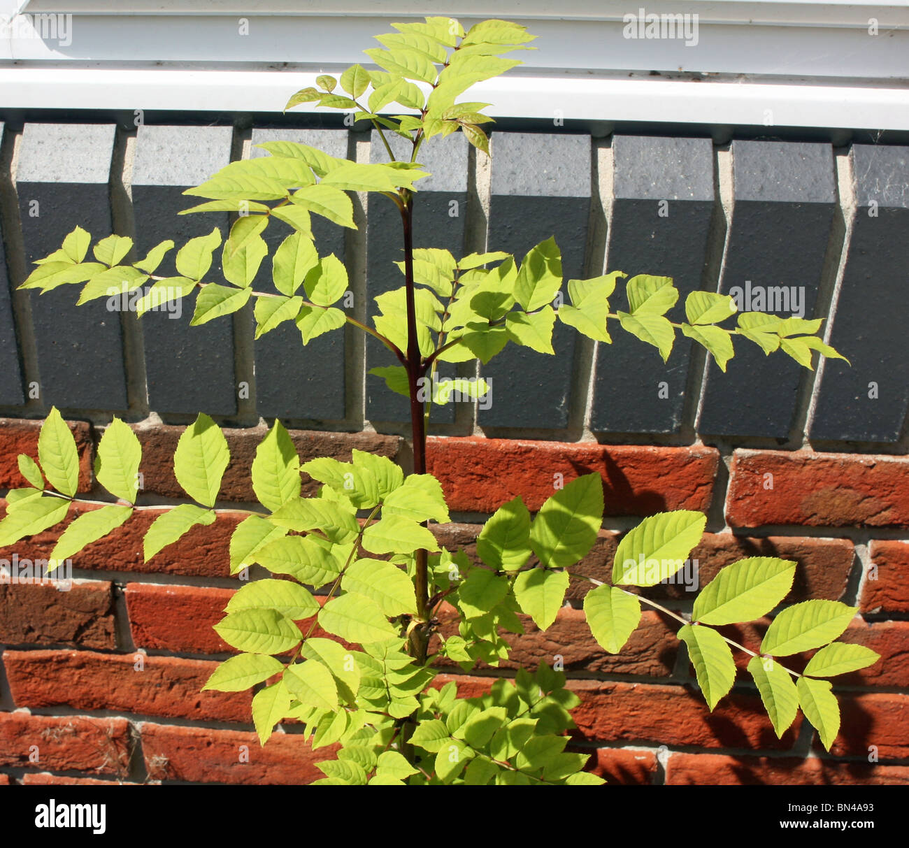 Ash sapling hi-res stock photography and images - Alamy