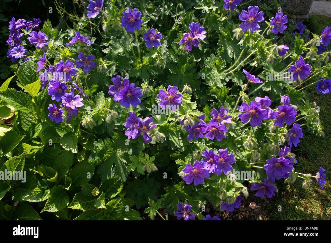 English Country Garden - Johnson's Blue - A perennial Geranium ...