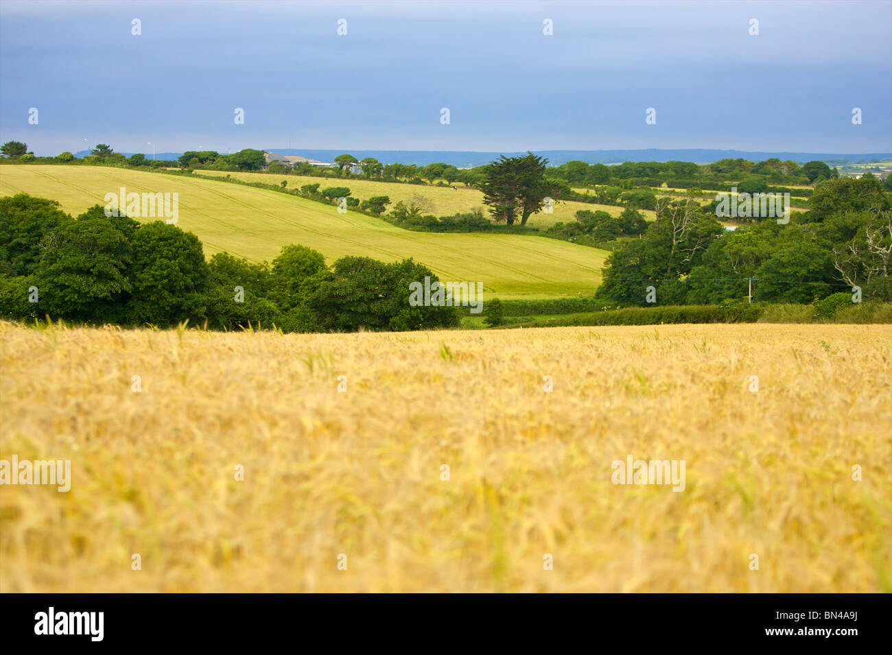 Golden fields of crops in the Cornish country side Stock Photo - Alamy