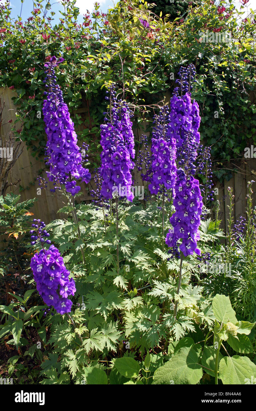 English Country Garden - Delphinium (Guardian Blue) has deep blue ...