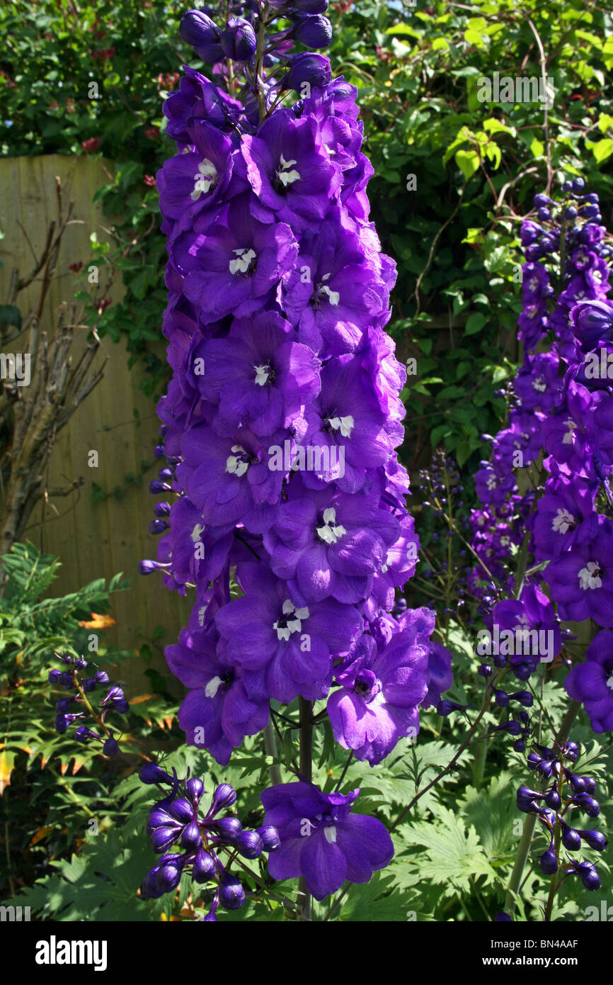 English Country Garden - Delphinium (Guardian Blue) has deep blue ...