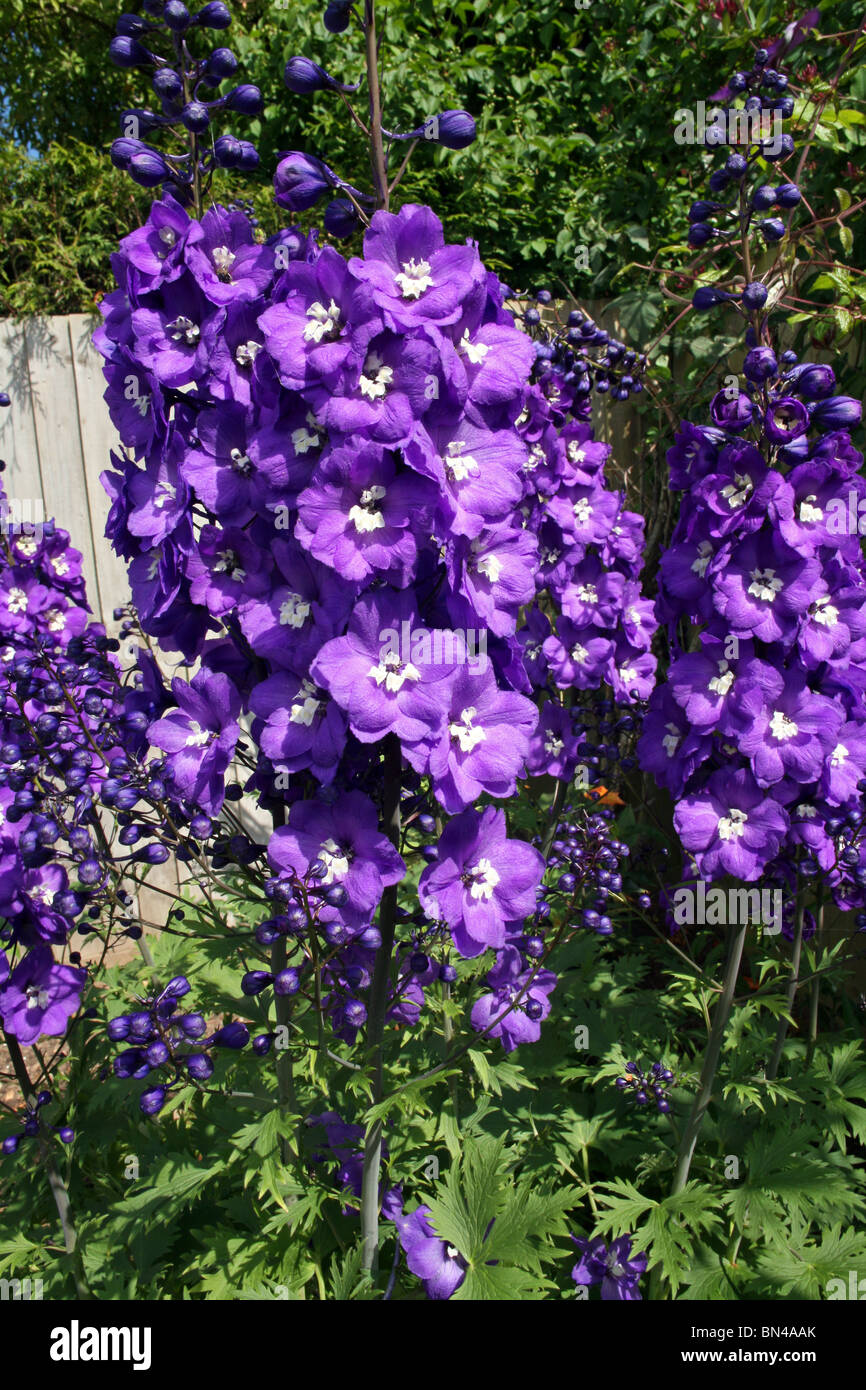 English Country Garden - Delphinium (Guardian Blue) has deep blue ...