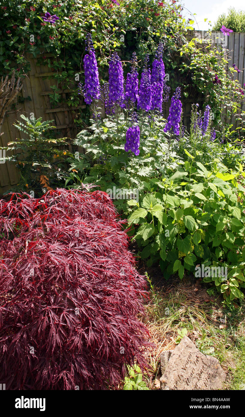 Country Garden - Delphinium (Guardian Blue) has deep blue petals with ...