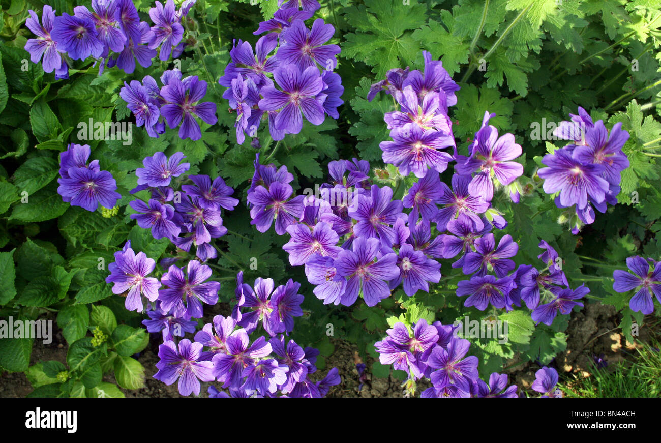 English Country Garden - Johnson's Blue - A perennial Geranium ...