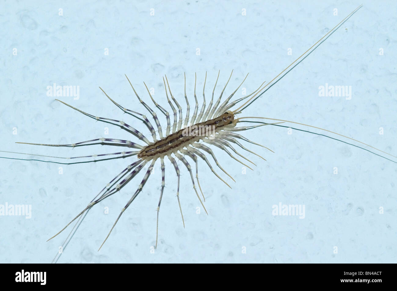 A house centipede (Scutigera coleoptrata) adult on house floor Stock ...