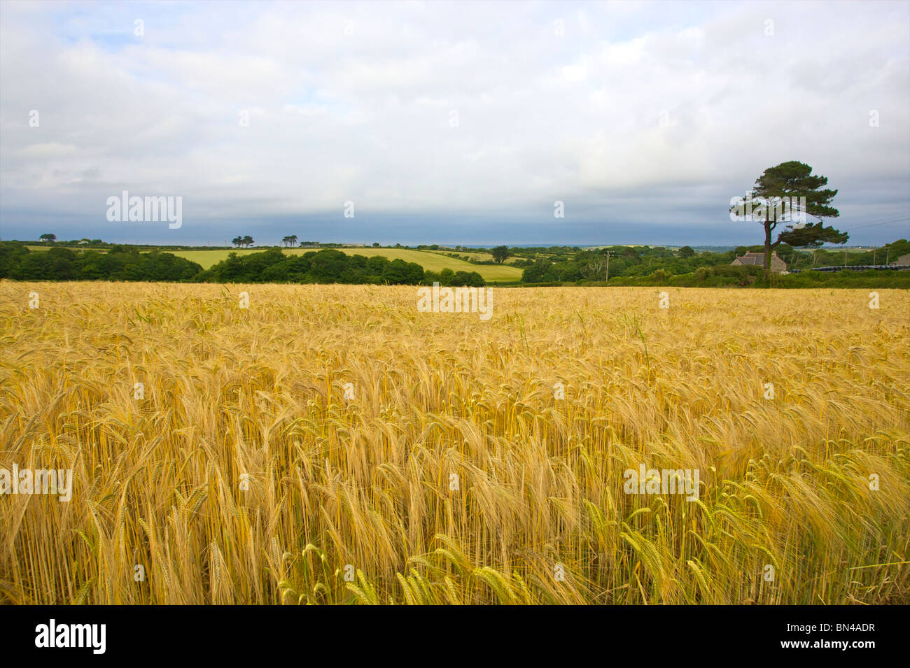 Golden fields of crops in the Cornish country side Stock Photo - Alamy