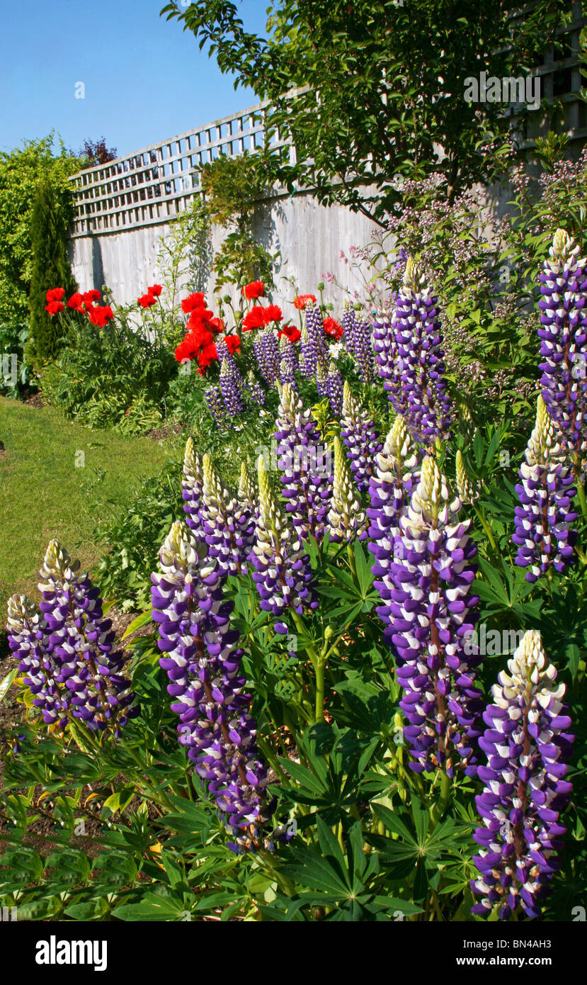 English Country Garden - Lupin, The Govenor (Lupinus Polyphyllus Stock ...