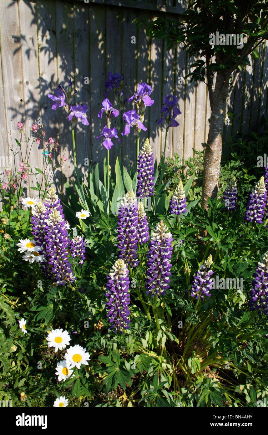 English Country Garden - Lupin, The Govenor (Lupinus Polyphyllus Stock ...