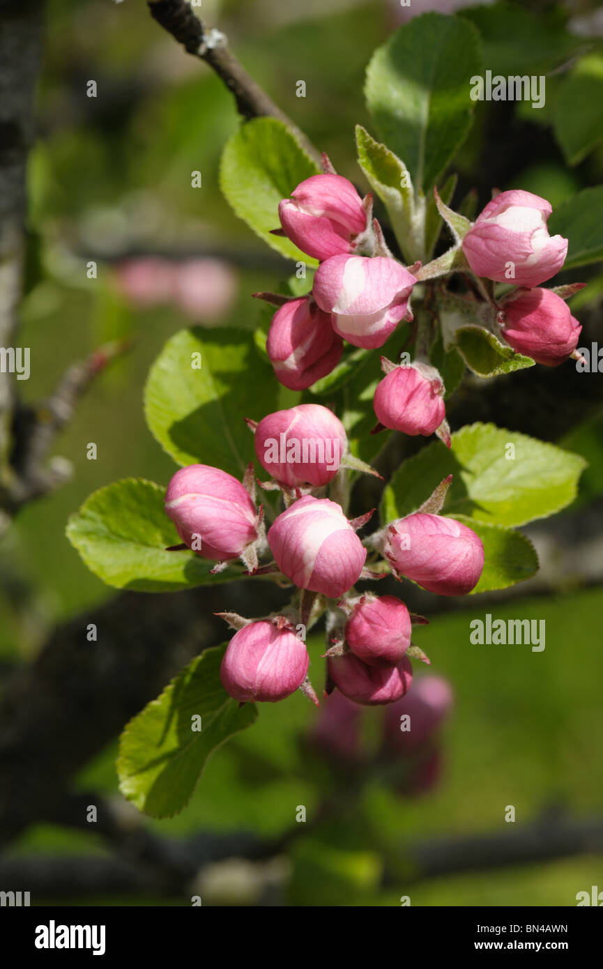 Flower buds at pink bud stage about to open on an apple tree variety ...
