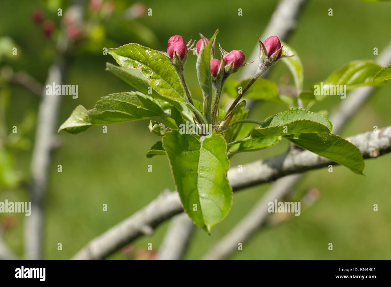 Golden Delicious Apple Tree Buds High Resolution Stock Photography and ...