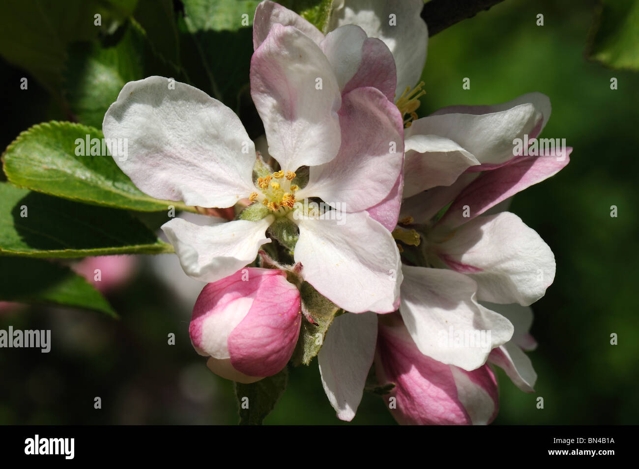 King flower apple blossom hi-res stock photography and images - Alamy