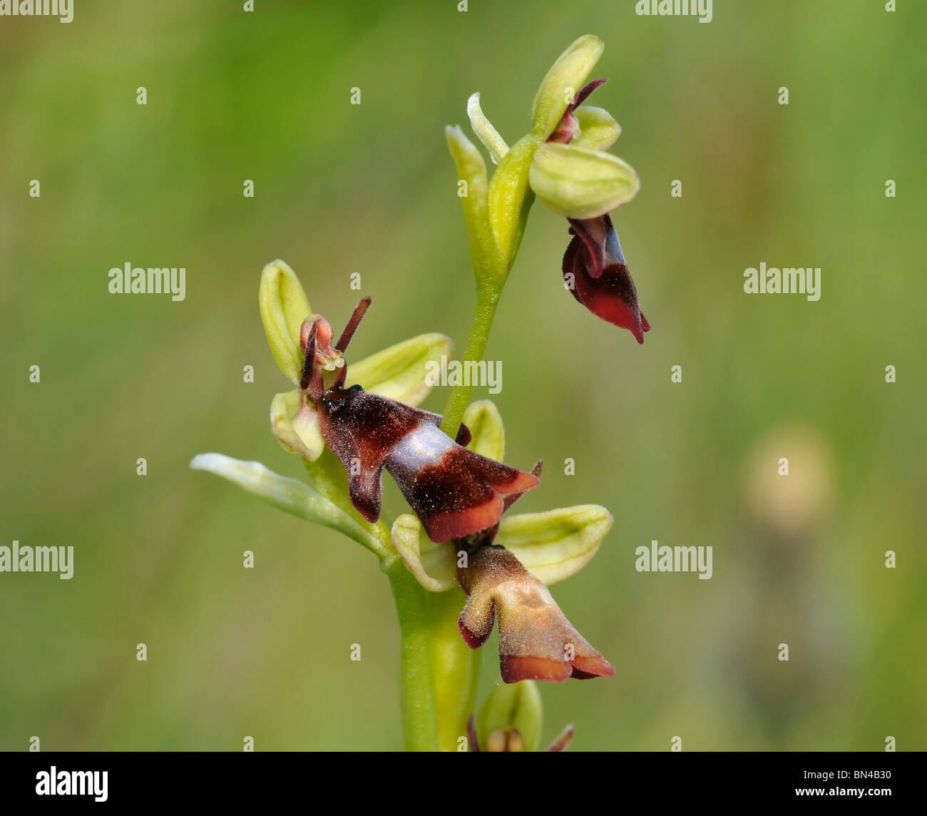 Fly Orchid - Ophrys insectifera Stock Photo - Alamy