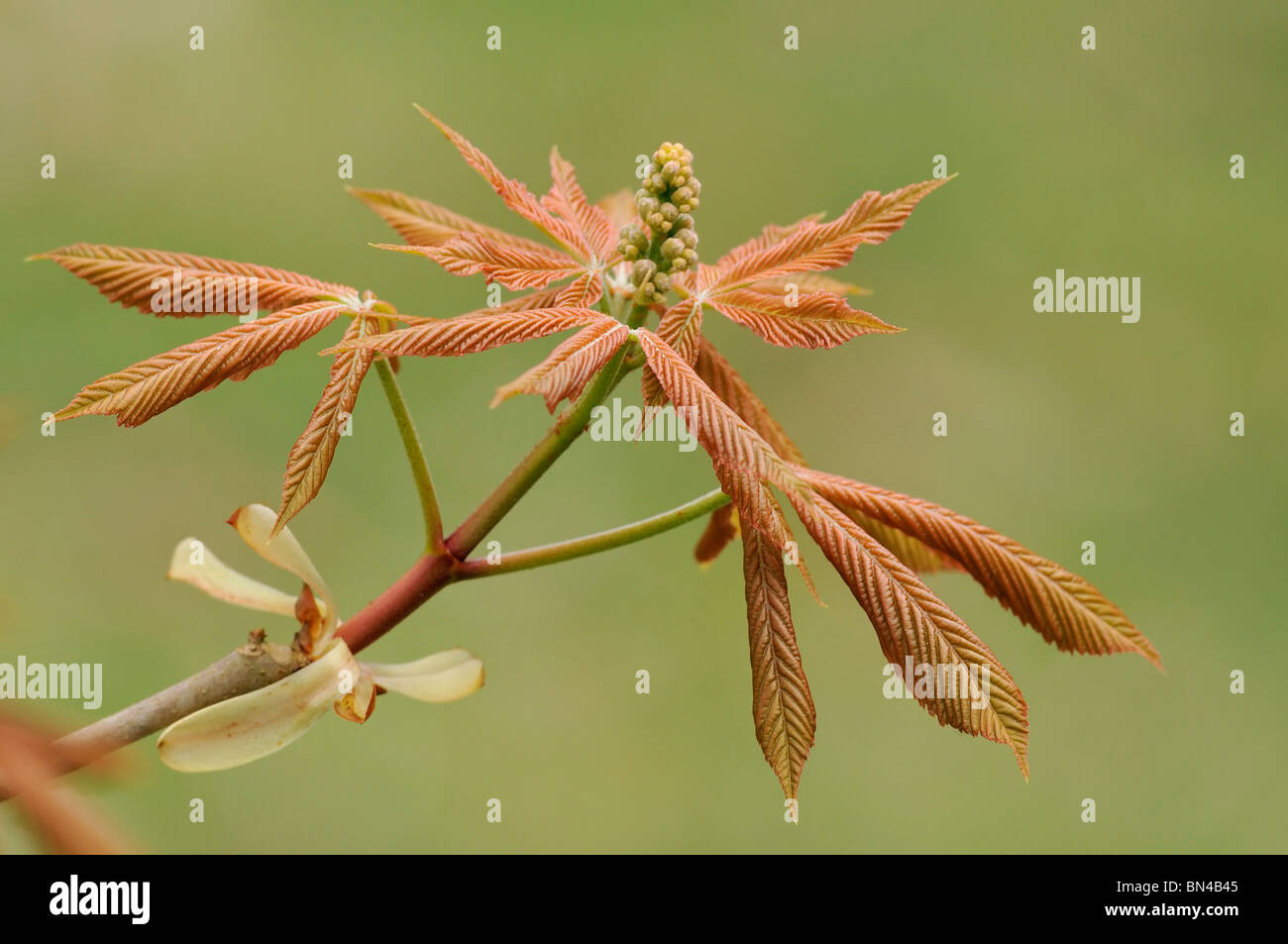 New leaves and Flower buds of Yellow Buckeye Tree - Aesculus flava ...