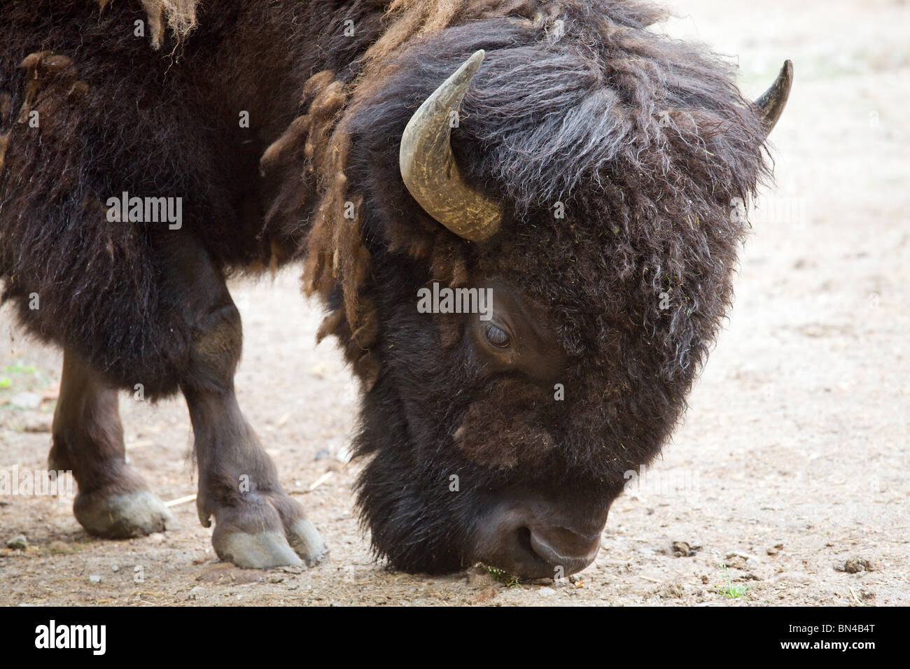 Bison close up hi-res stock photography and images - Alamy