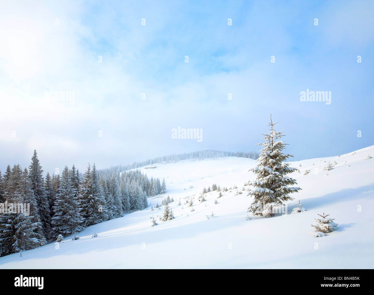 winter calm dull mountain landscape with fir trees on slope (Kukol ...