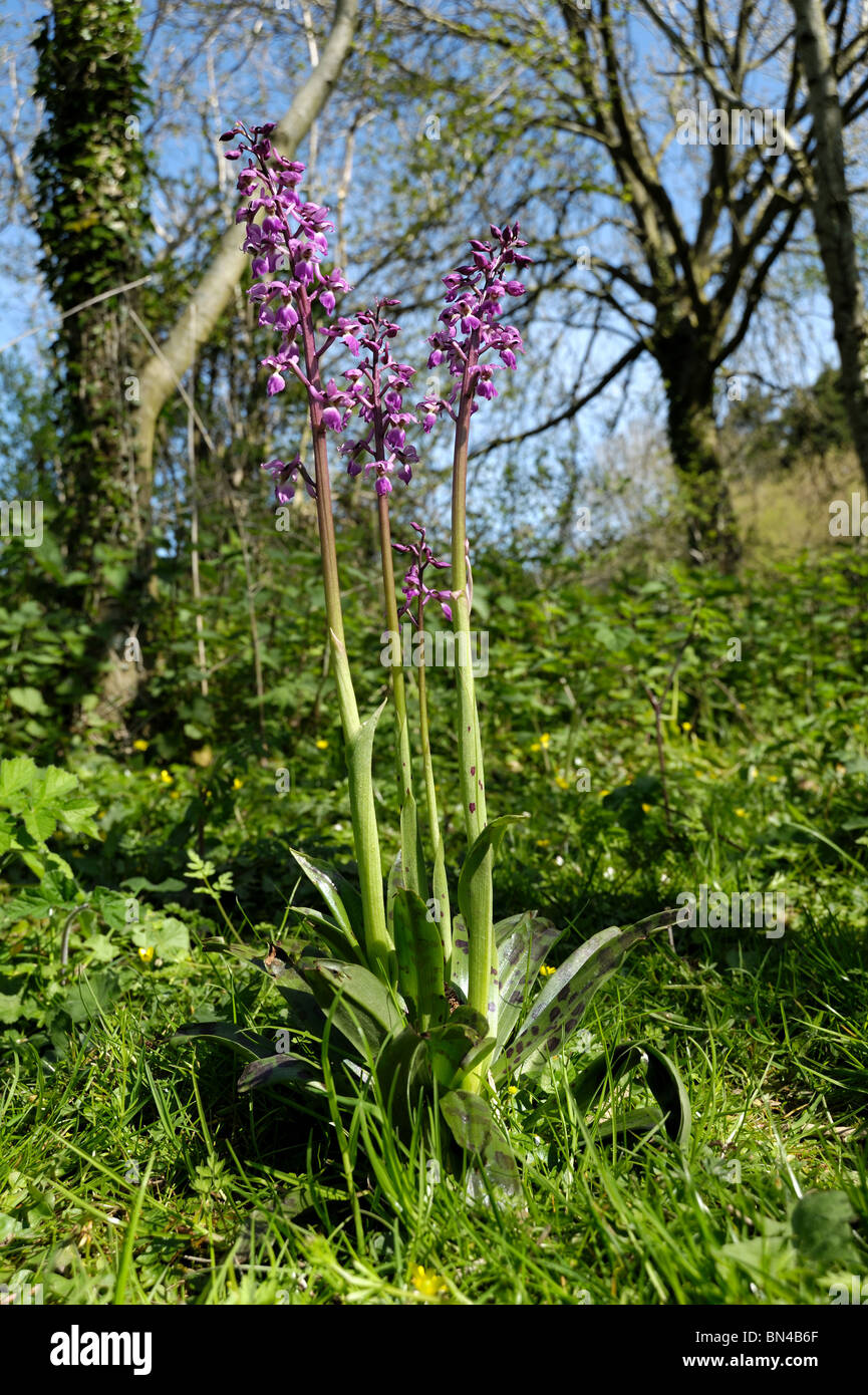 Early purple orchids (Orchis mascula) flowering spikes in spring ...