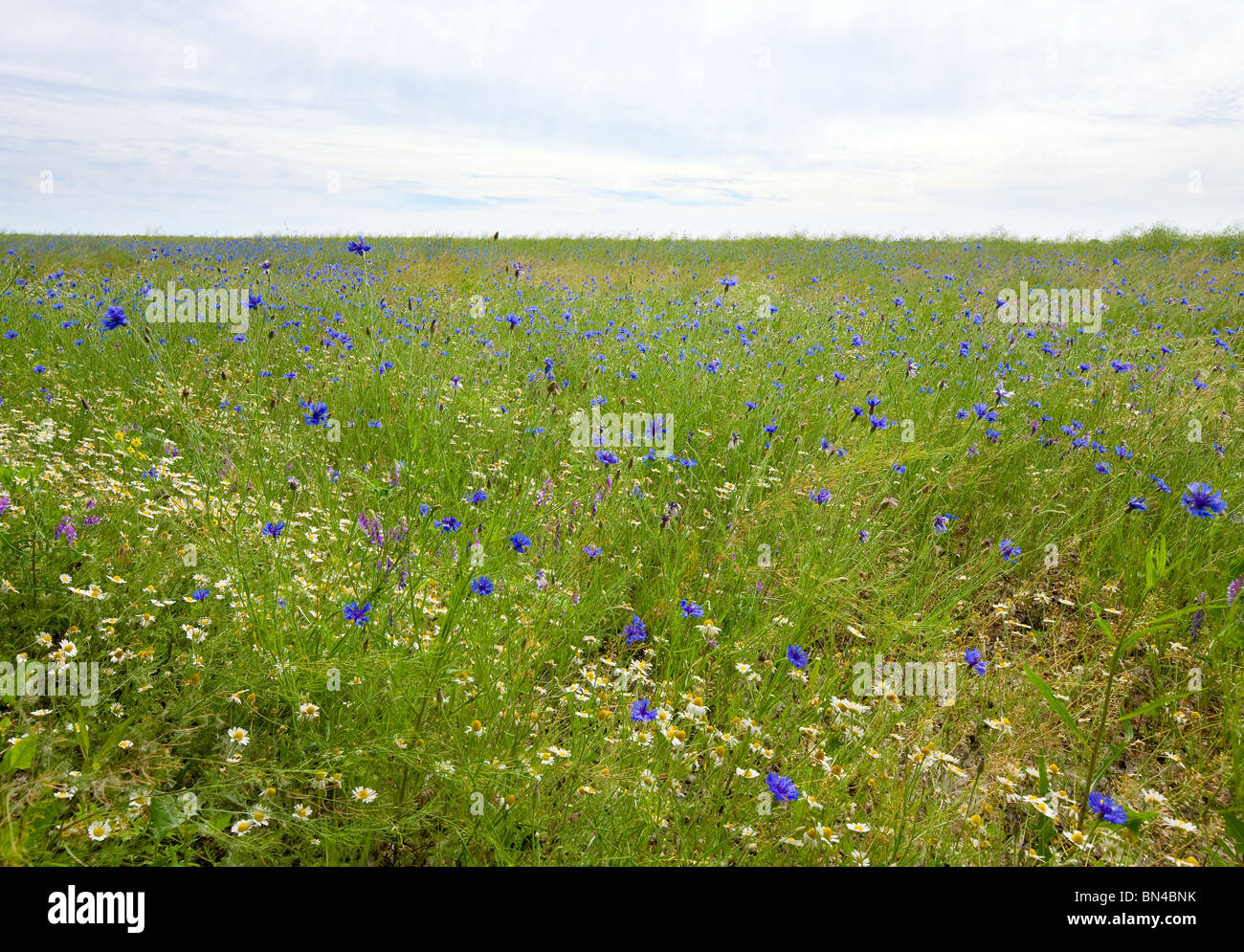 Gowan field hi-res stock photography and images - Alamy