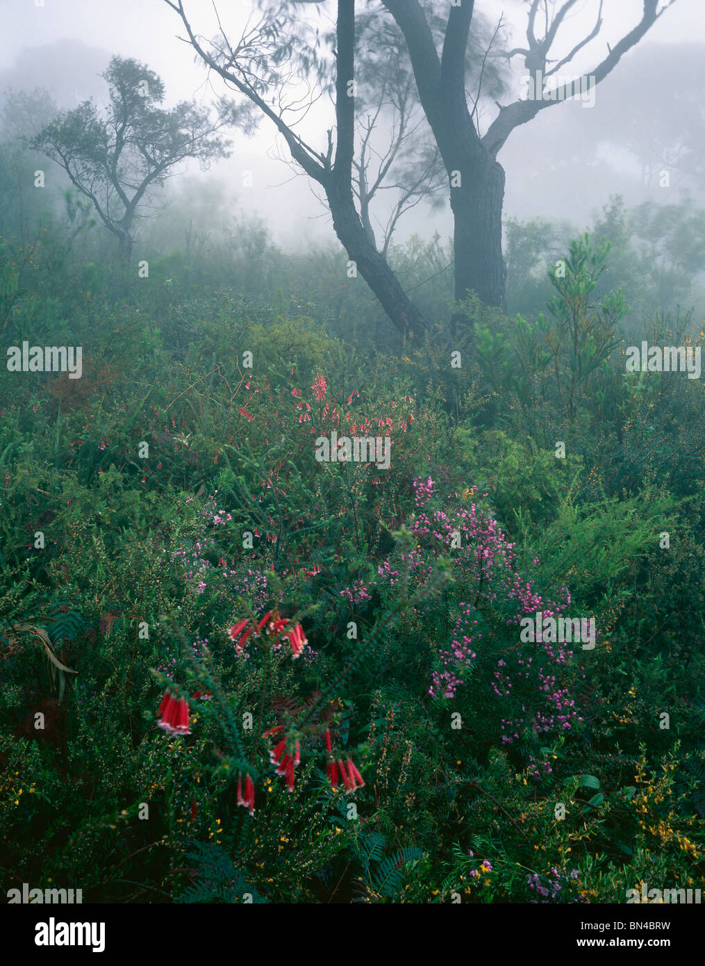 Illawarra escarpment hi-res stock photography and images - Alamy
