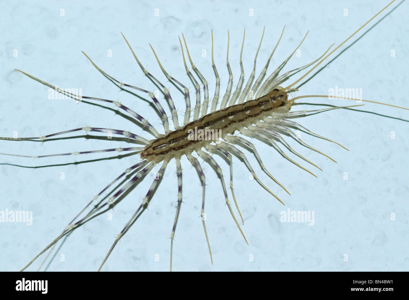 A house centipede (Scutigera coleoptrata) adult on house floor Stock ...