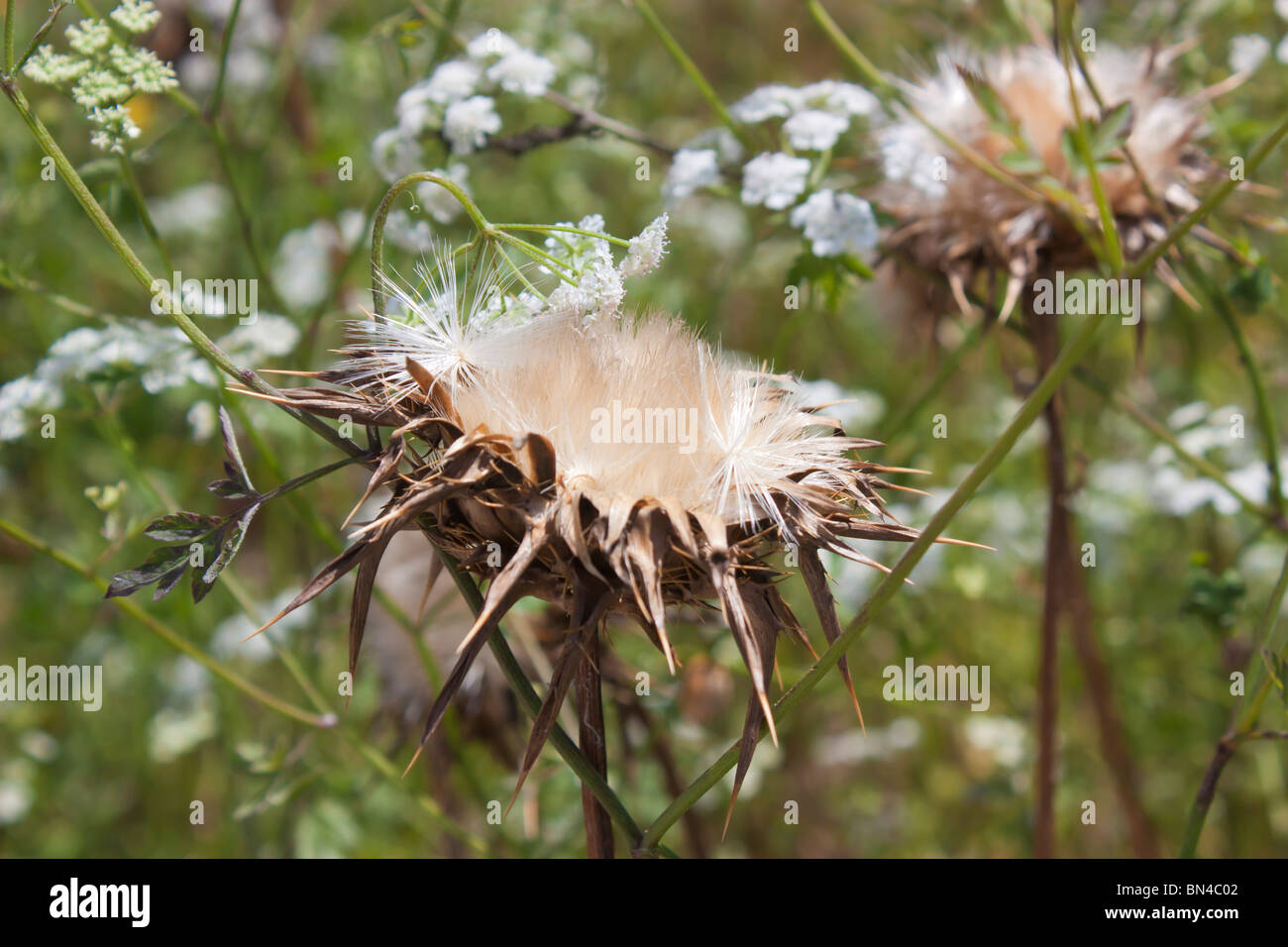 Seeds Of Thistles High Resolution Stock Photography and Images - Alamy