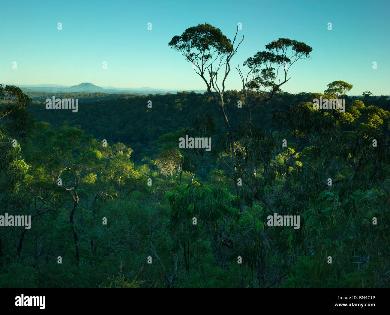 Sun rising over forested hills and Mt Yengo. Yengo National Park, NSW ...