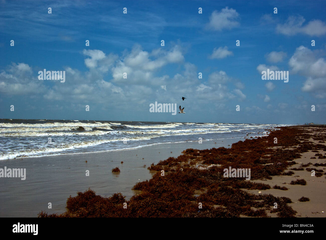Surf pounding south Louisiana Gulf coast seaweed covered "Little ...