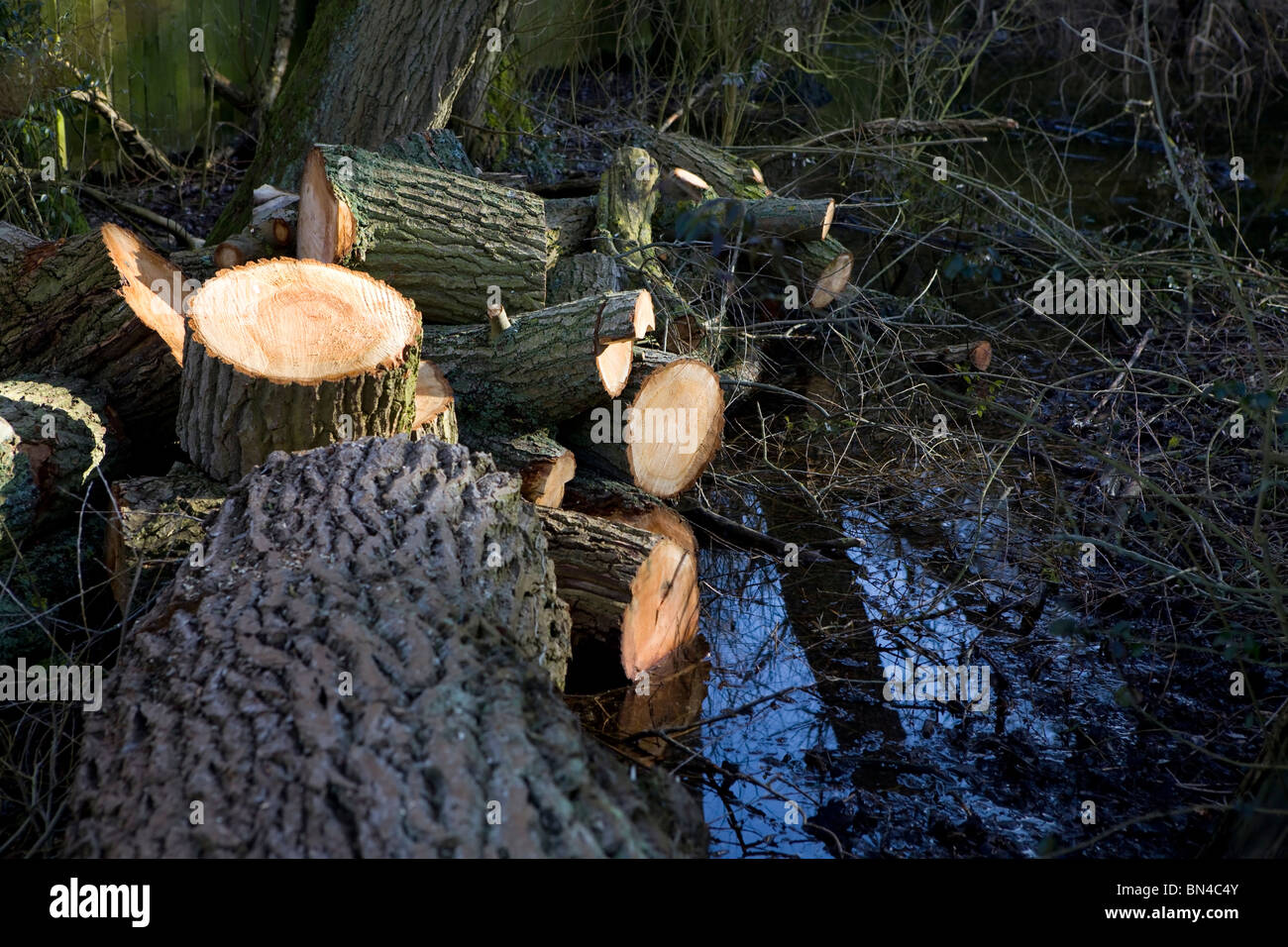 Timber Logs Piled Up Stock Photo - Alamy