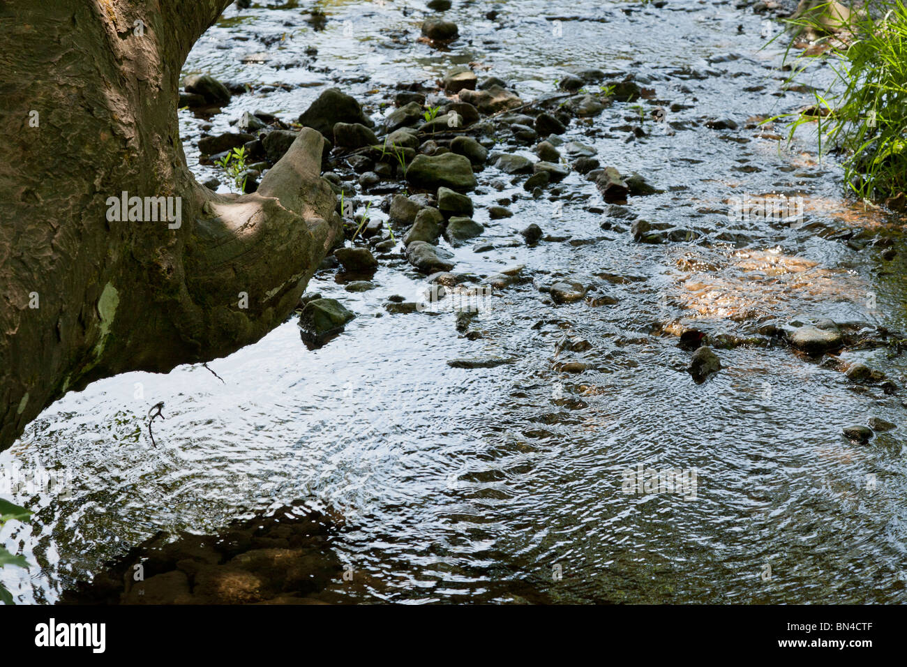 reflections in shallow stream with overhanging tree Stock Photo - Alamy