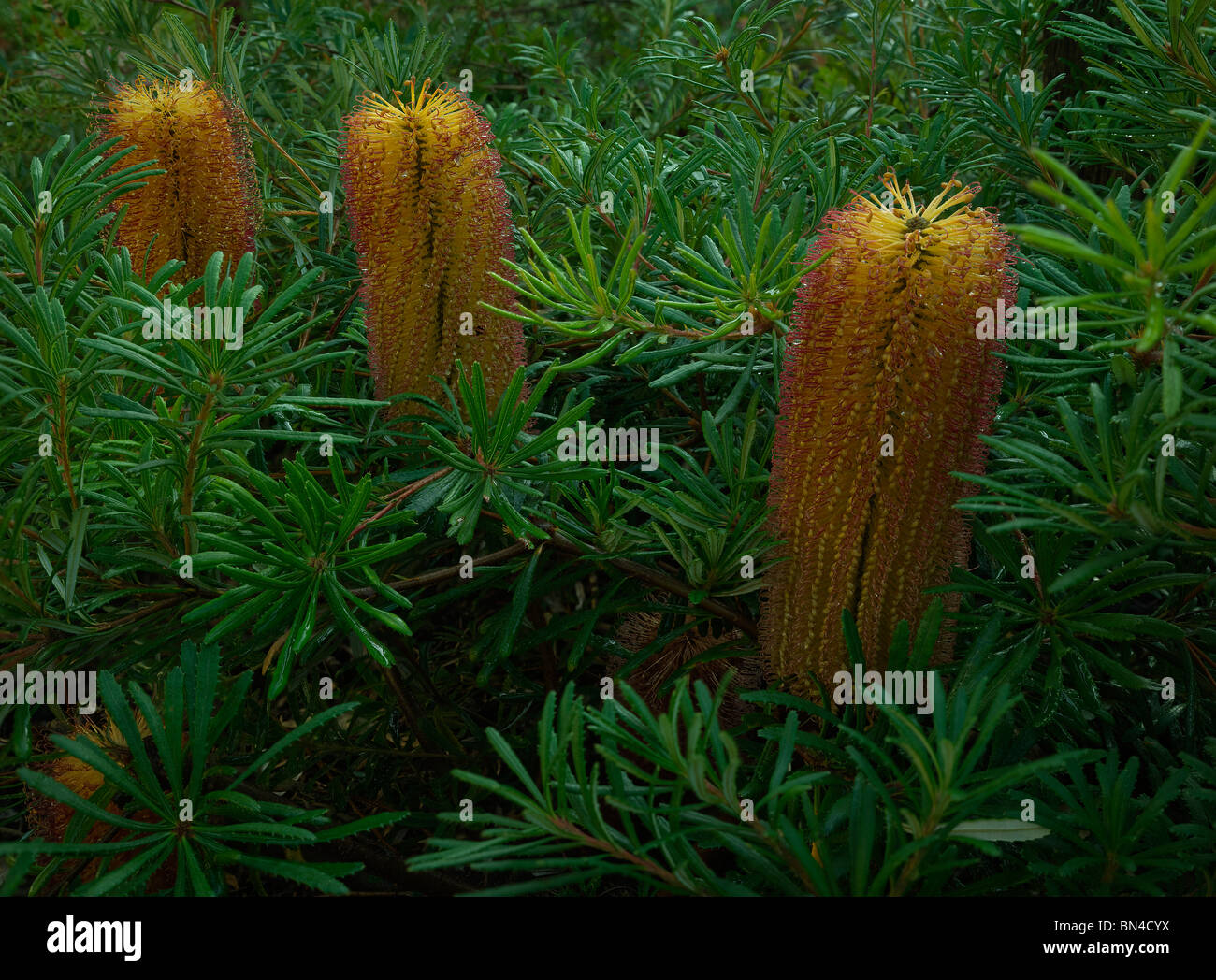 Australian native plant hi-res stock photography and images - Alamy