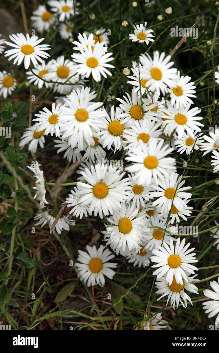 Marguerites in a woodland garden Stock Photo - Alamy