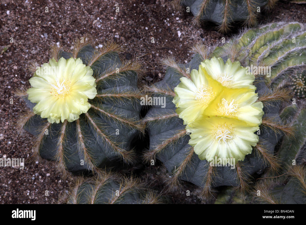 Perennial gardens hi-res stock photography and images - Alamy