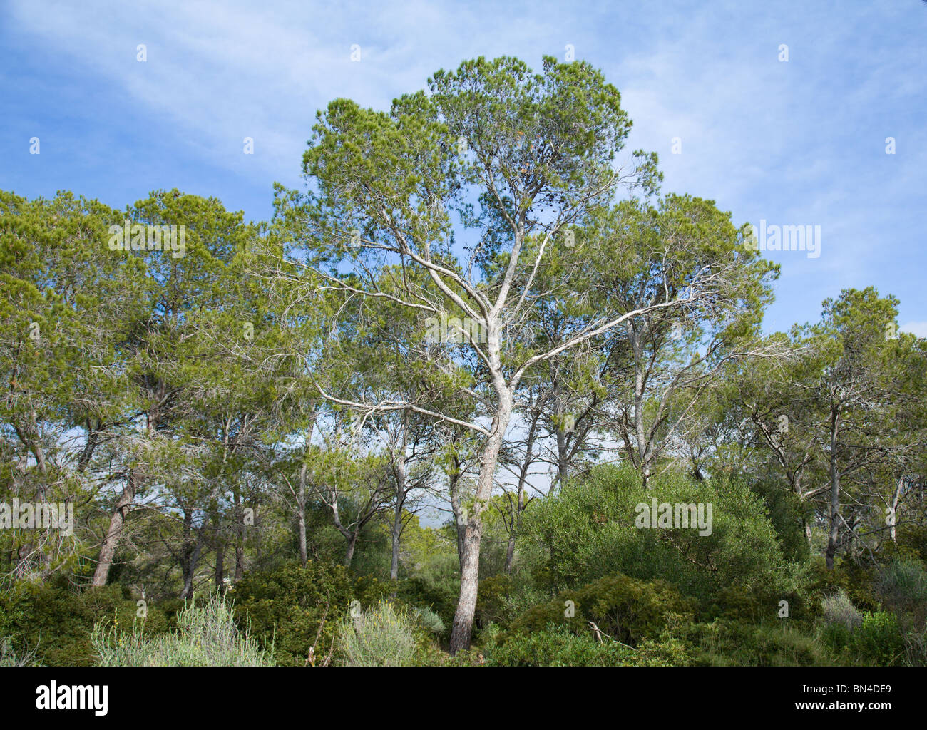 group of The Aleppo Pines (Pinus halepensis); native to Mediterranean ...