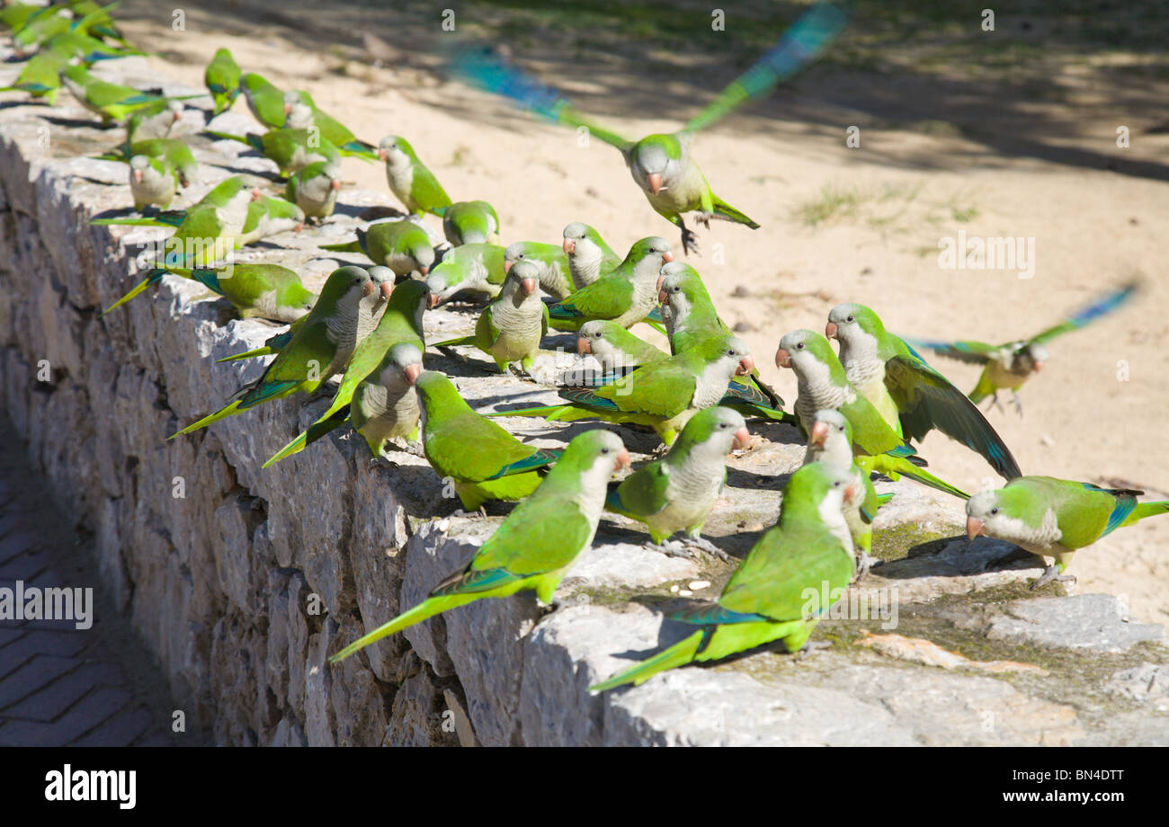 Green parakeets flying hi-res stock photography and images - Alamy