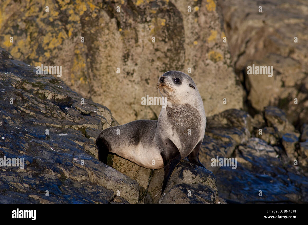 Prion Stock Photos & Prion Stock Images - Alamy
