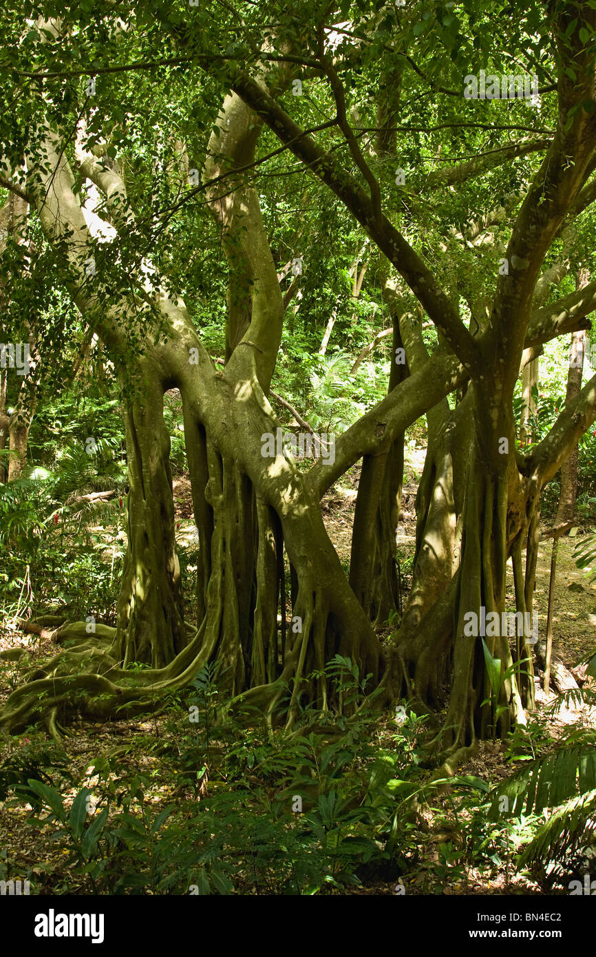 Tropical forest at Welshman Hall Gully, St Thomas, Barbados Stock Photo ...